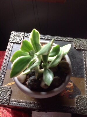 JADE BRANCHING SHRUB STURDY STEMS HARDY ZONE 8-10 GROW INDOORS FREEZING ...