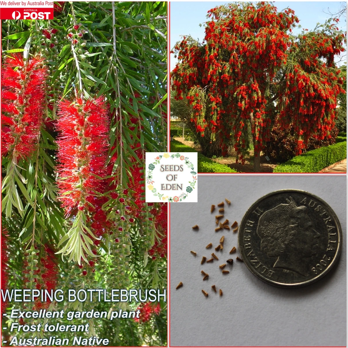 Callistemon Viminalis