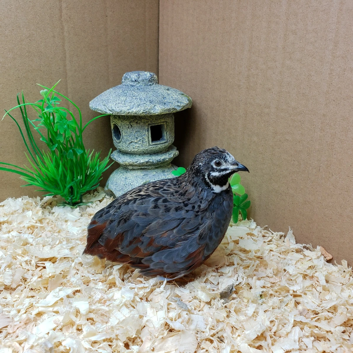 Button Quail Pet