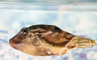 Parrot Puffer fish specimen Taxidermy oddity collectible edu nautical ...