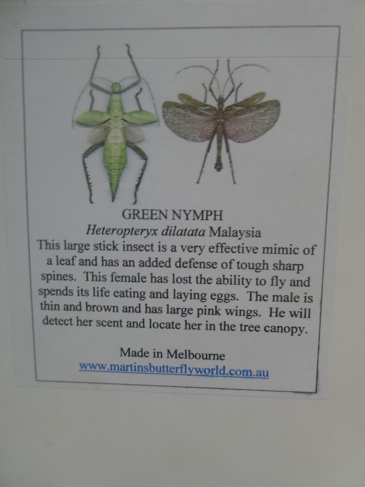 VINTAGE TAXIDERMY MOUNTED FRAMED INSECT SPECIMEN | eBay Australia