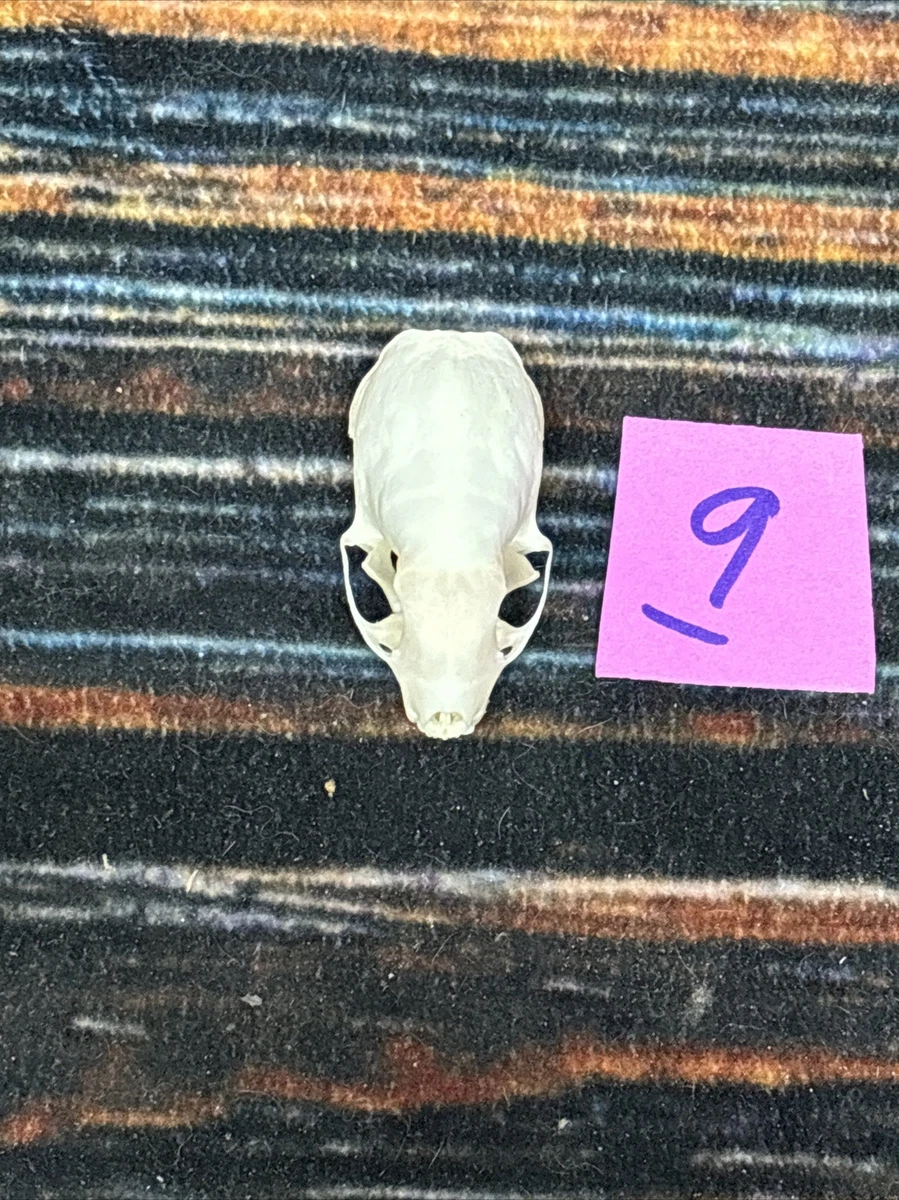Mustela Erminea Skull