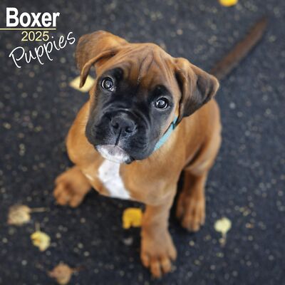 Boxer Puppies 2025 Square Wall Calendar | Dog Breed, Puppy Calendar NEW ...