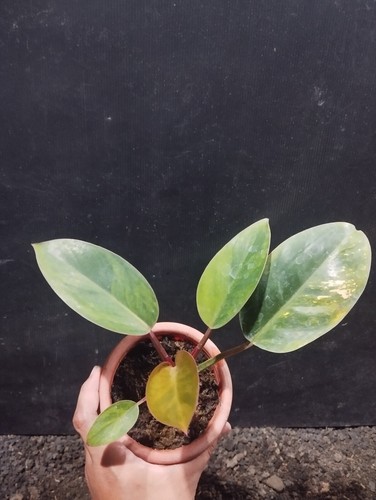 Philodendron Yellow Congo Variegated Plant Real Picture | eBay UK