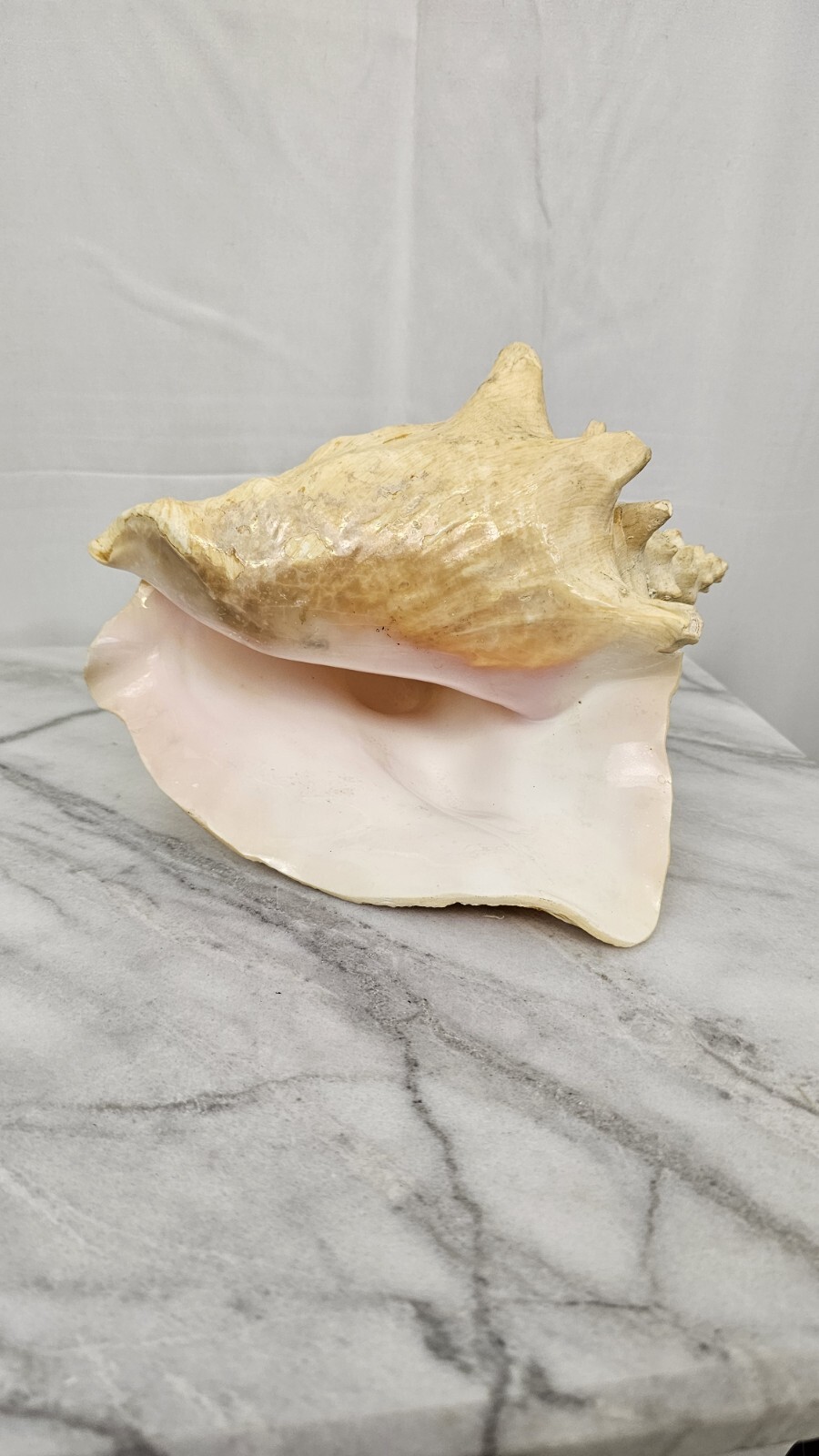 Large Conch Shell 8 1/2 inches Long | eBay