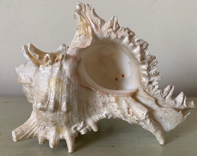 Horned Conch Sea Shell Beach Sea Conch | eBay