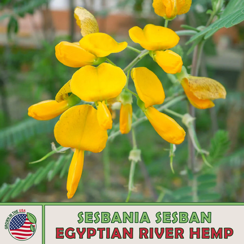 40 Egyptian River Hemp Seeds, Sesbania sesban, Edible, Medicinal ...