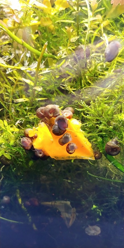 12+ algae eating Ramshorn fresh water aquatic snails. With free aquatic ...