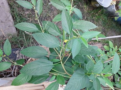 300 Seeds Egyptian Spinach Corchorus Olitorius Jew Mallow Jute Ewedu ...
