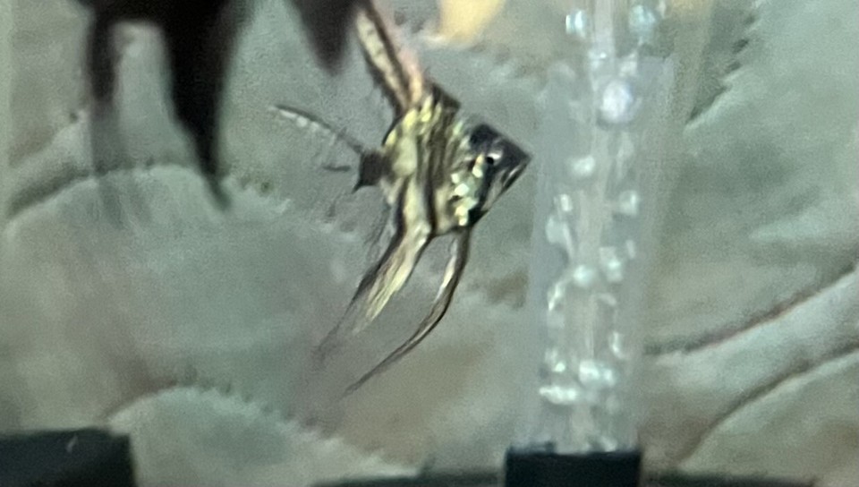 4 Blue Marble Veil Tale Angelfish (Dime-Nickel size) USA Seller Unsexed ...