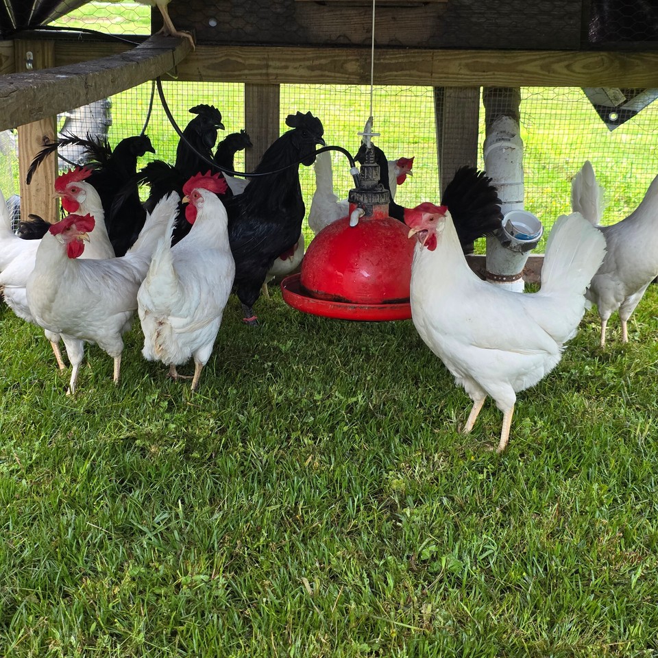 10+ Zombie (Ayam Cemani x White Leghorn) Hatching Eggs | TN NPIP ...