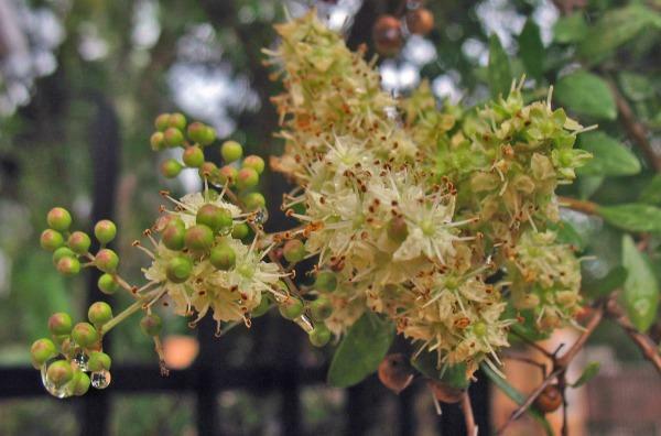 Lawsonia Inermis Tree