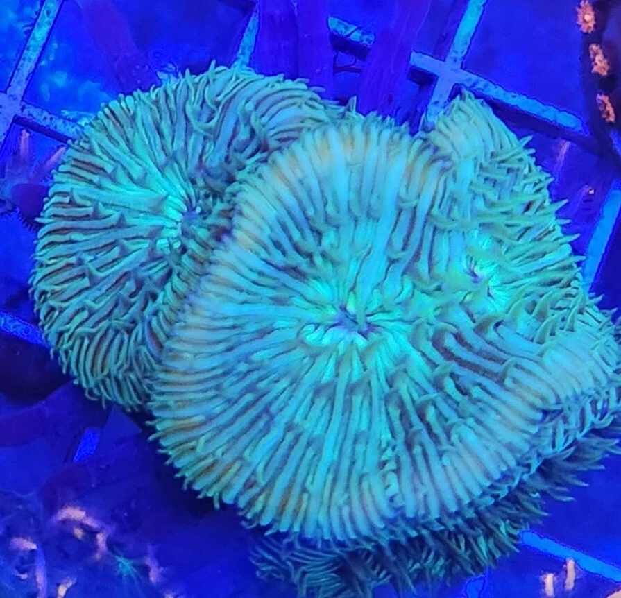 Green Plate Coral