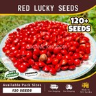 120 Lucky seeds Red Sandalwood Acacia Coral Bead wood saga Adenanthera ...