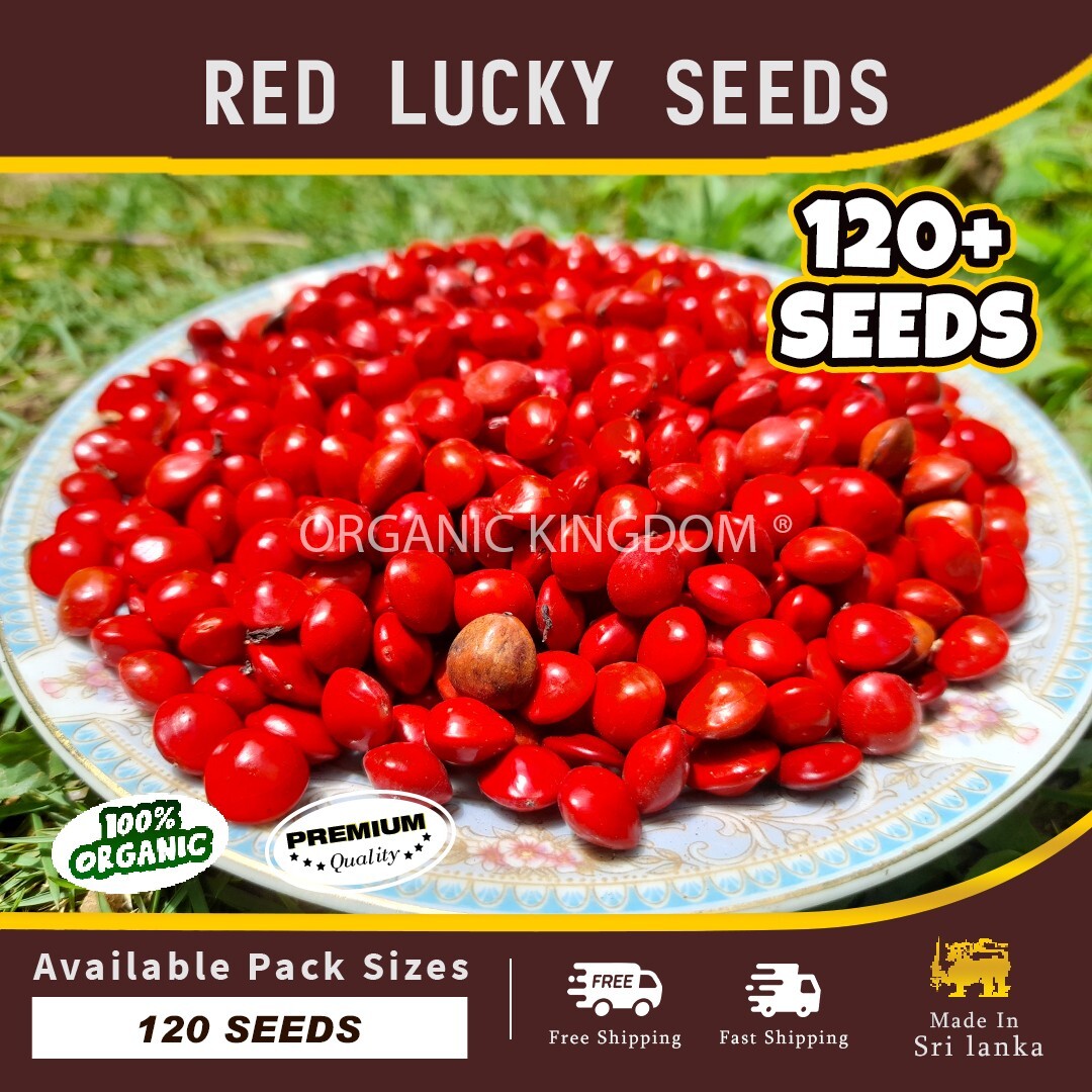 120 Lucky seeds Red Sandalwood Acacia Coral Bead wood saga Adenanthera ...