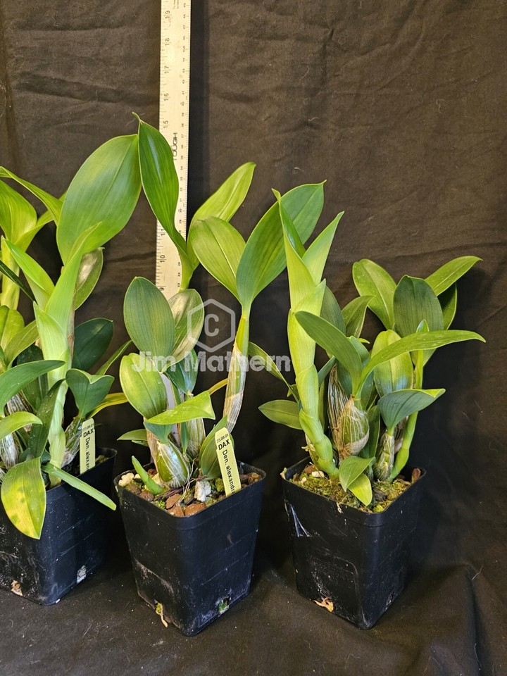 Dendrobium alexandrae. Blooming size dendrobium orchid species. | eBay