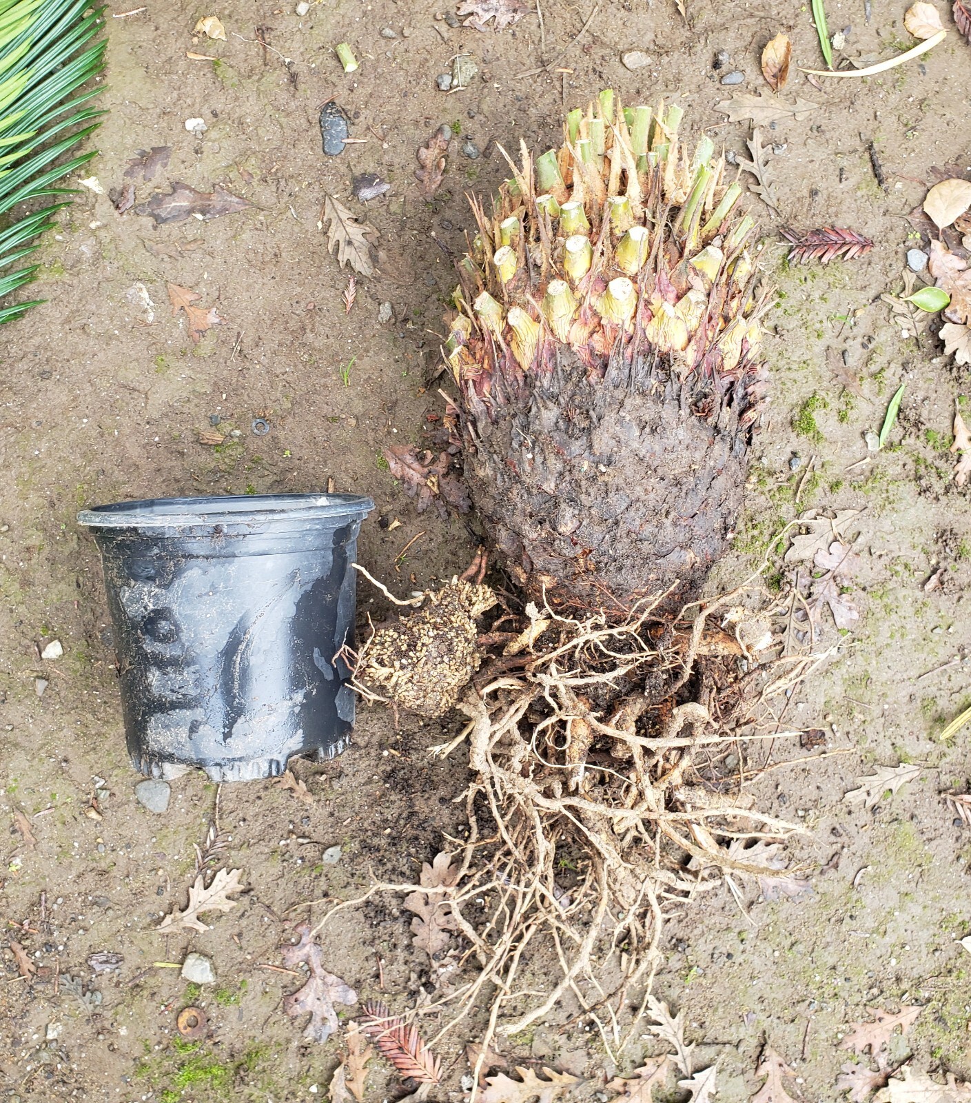King Sago Palm Live Bare Root Plant Cycad Revoluta Large 8-10" Trunk No ...