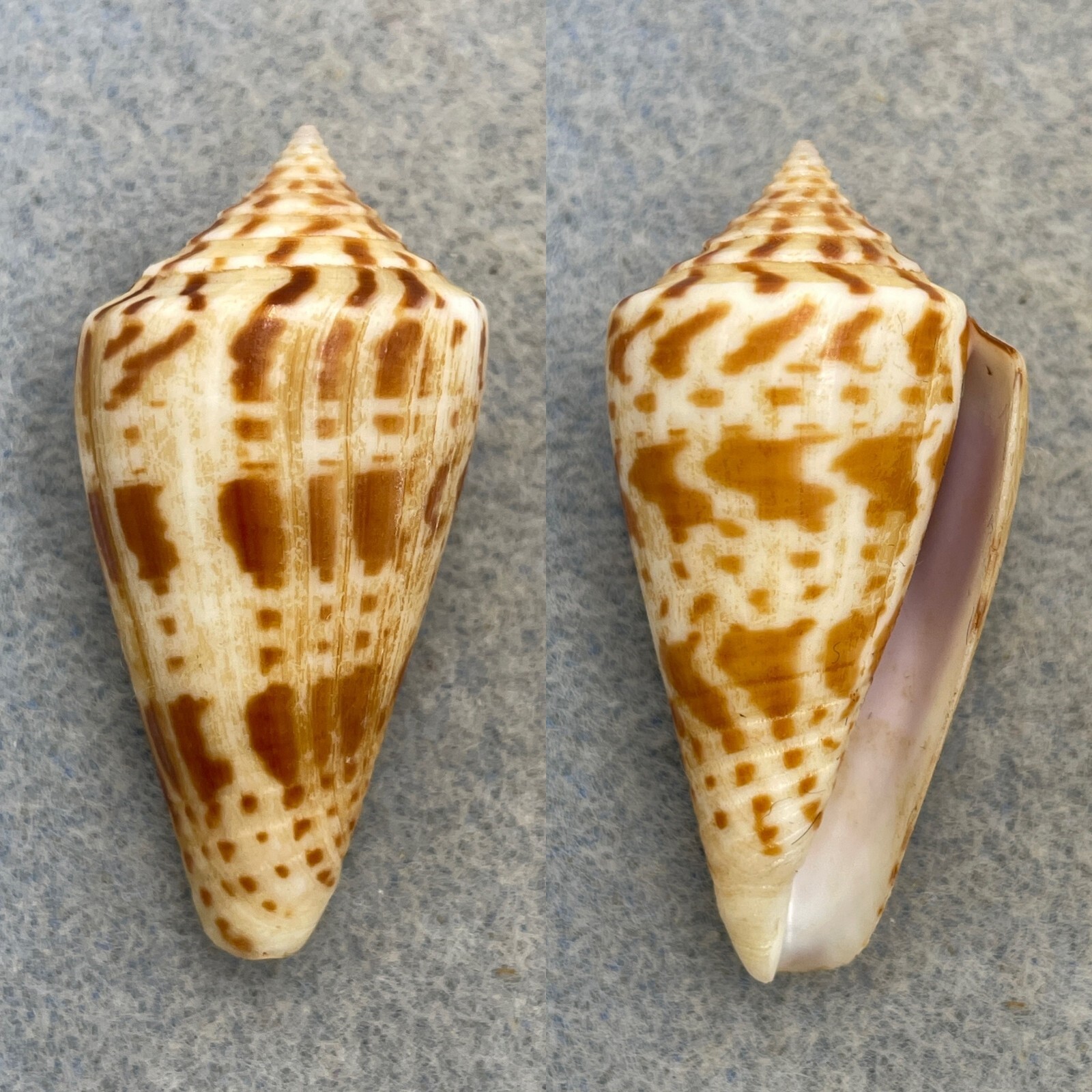 #2 Conus inscriptus 41mm F++ Trawled 45fms North Malacca Straits ...