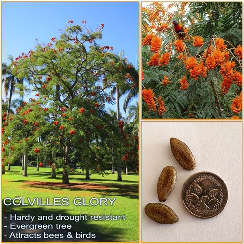 7 COLVILLE GLORY SEEDS(Colvillea racemosa); Ornamental tree | eBay ...