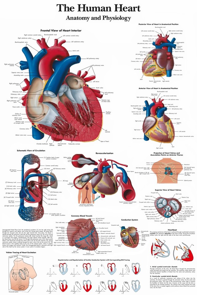 HUMAN HEART MEDICAL DIAGRAM CHART INFORMATIONAL ANATOMY PRINT PREMIUM ...