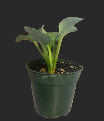 Dwarf Hosta Blue Mouse Ears- 4" pot - Live hosta plant great for Trough ...