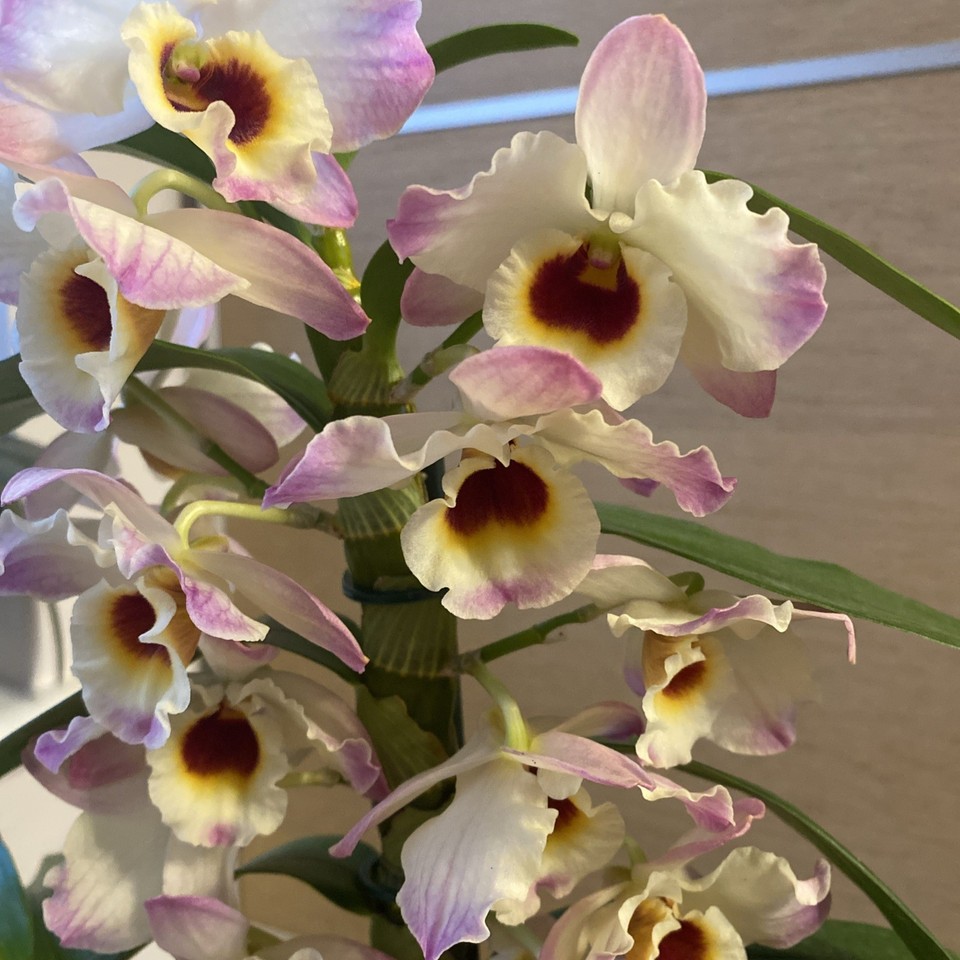 Dendrobium Wave King 'Akebono' Orchid plant Not in bloom | eBay UK