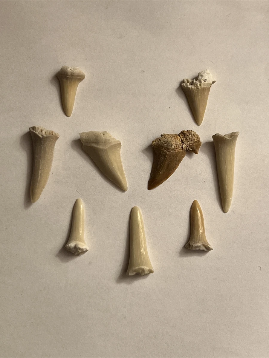 Tiny Shark Teeth