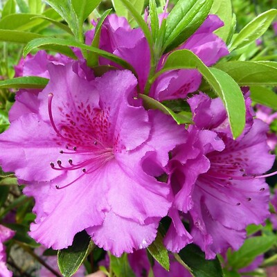 2 x Azalea Purple Splendor - Japanese Azalea - Evergreen Plants in 9cm ...
