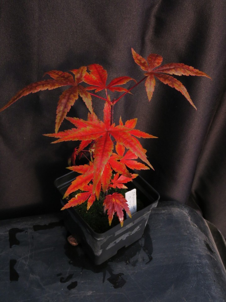 Seed-Grown Acer Palmatum 'Japonicum' Japanese Maple Tree 2025 Seedling ...
