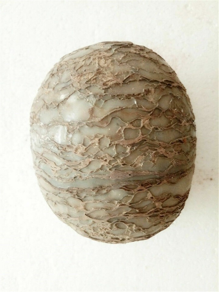 Segnosaur Dinosaur Egg Fossilized Crystallized Fossil Jurassic ...