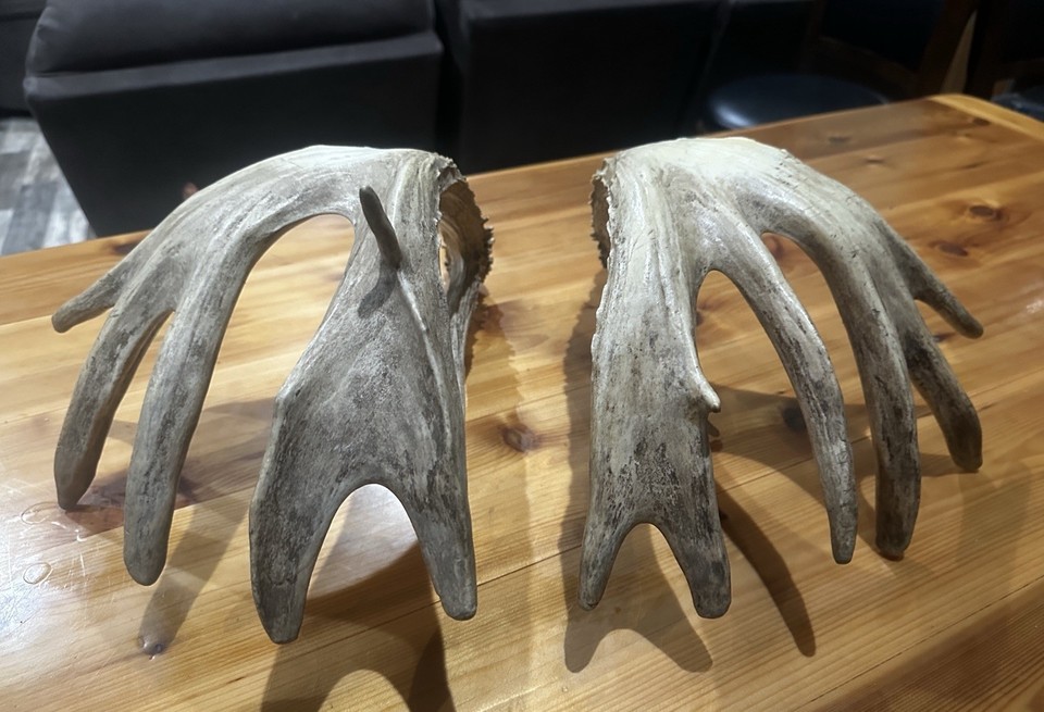Palmated Whitetail Deer Antler Sheds | eBay