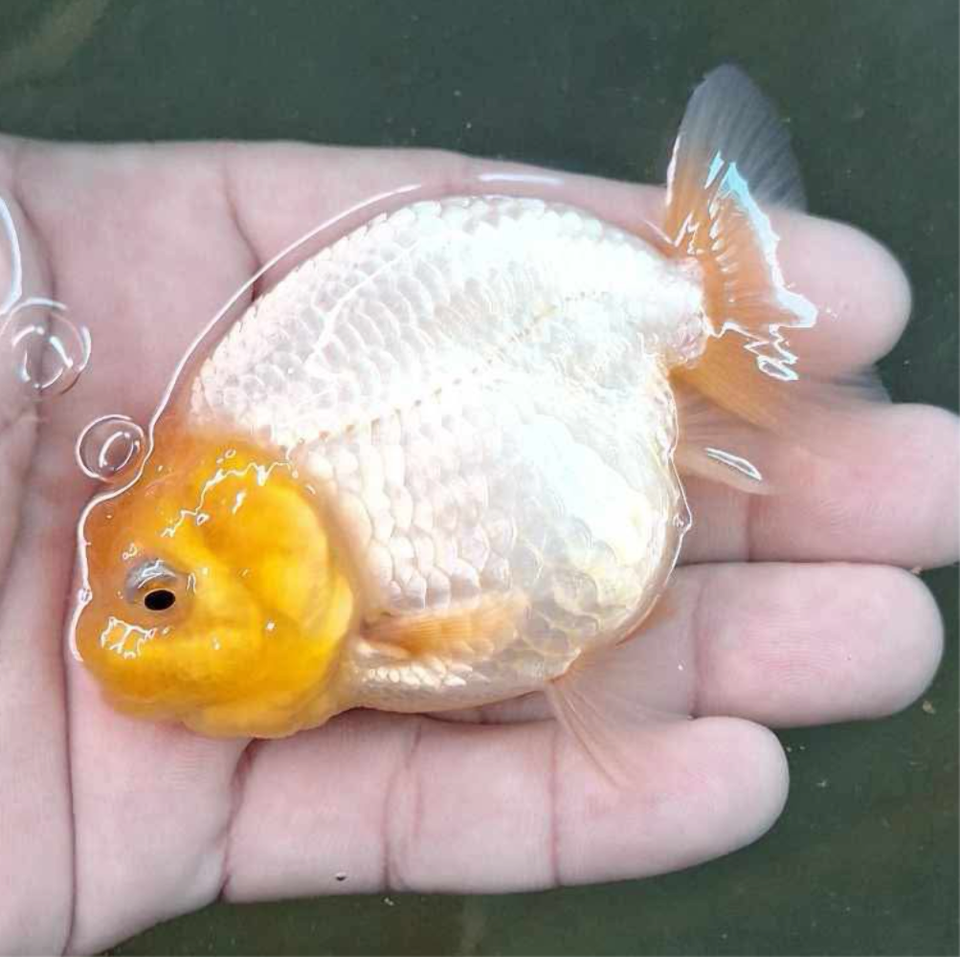 Live Fancy Premium Goldfish Thai Ranchu Lemon Head White Body 3” Body 6 ...