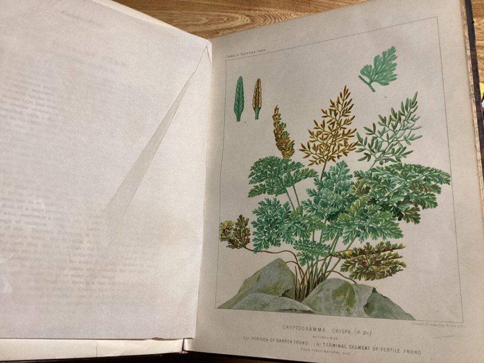 1881 European Ferns - James Britten - Rare Botanical Volume With ...
