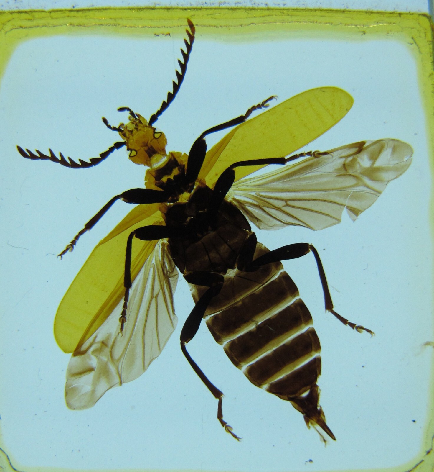 Antique microscope slide. Entire insect. | Grelly UK