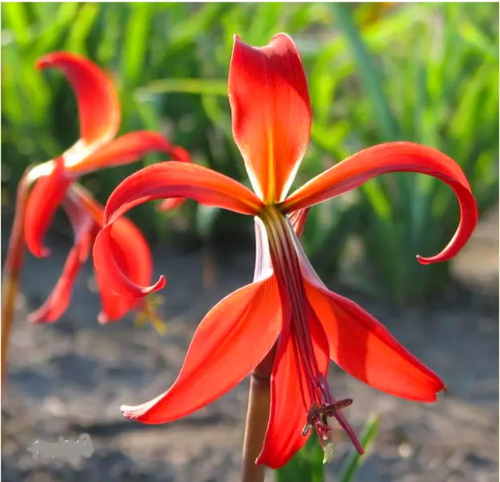 Sprekelia Formosissima or Aztec Lily Bulb - Easy to Grow if Planted Red ...