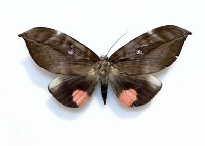 Erebidae Phyllodes conspicillator A2 from PELENG - #4283 | eBay