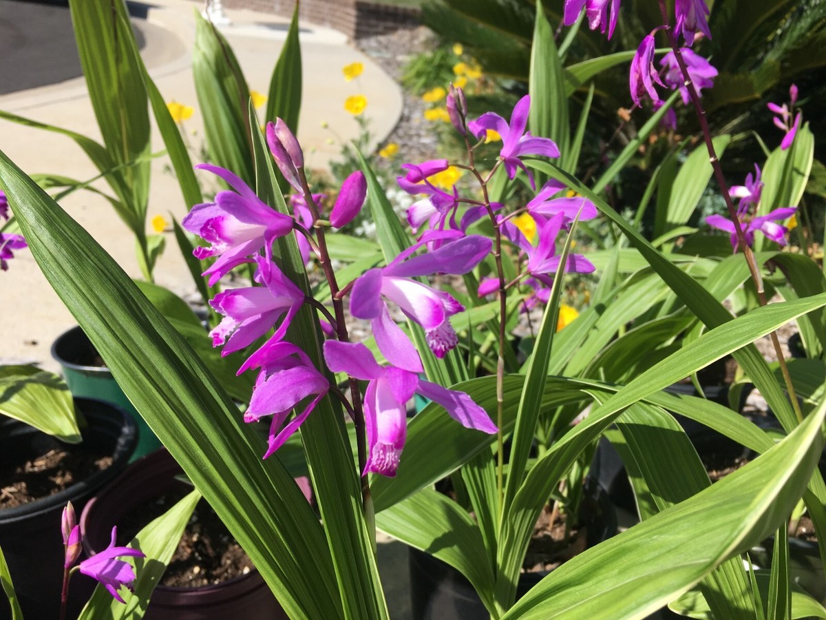 Garden Orchid Bletilla