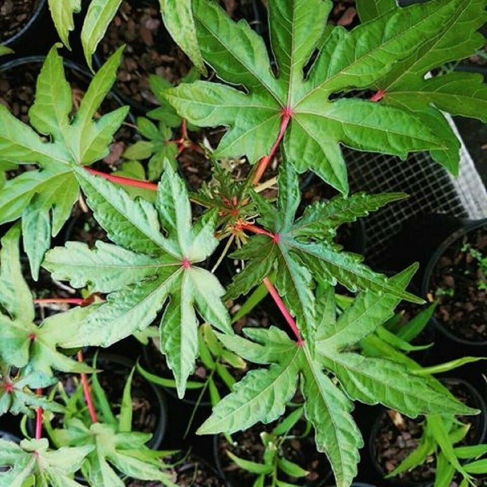 South Sea Salad Tree - 4 Live Starter Plants - Abelmoschus Manihot | eBay