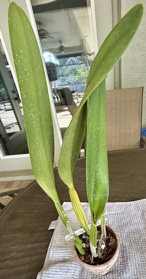 Laelia Purpurata Tipo - 4 bulb Division With New Growth - Bloom Size ...