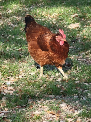 12 Fresh & Fertilized Barnyard Mix Hatching Eggs - Ayam Cemani Roosters ...