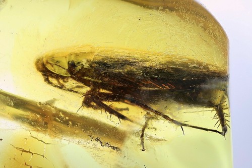 Big 14mm! Cockroach Blattaria Fossil insect in Baltic amber stone #9908 ...