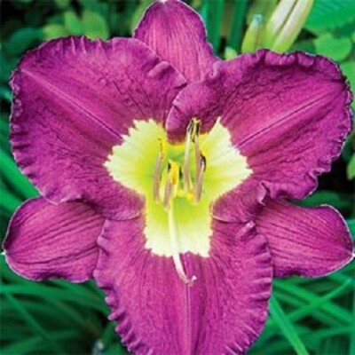 SILENT SENTRY Daylilies 3 fans Return and multiply yearly World's ...