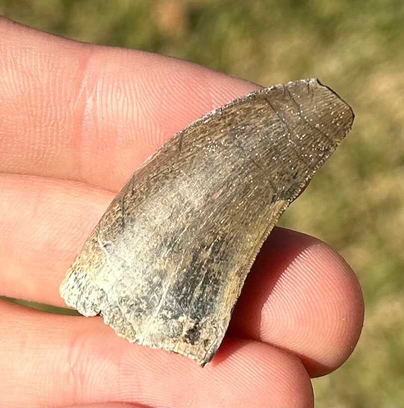 NICE Fossil Dinosaur Tooth from Niger Eocarcharia dinops Theropod Rare ...