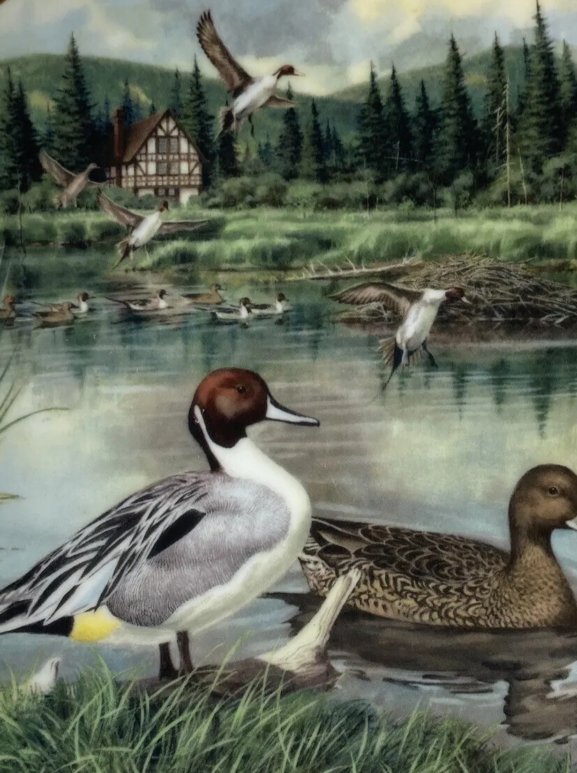 THE PINTAIL Plate Living With Nature: Jerner's Ducks Bart Jerner ...