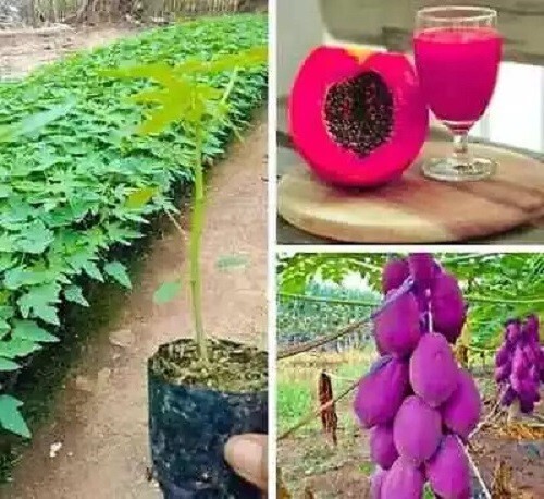 Organic New Fresh Purple Papaya Fruit Seeds 100 | eBay