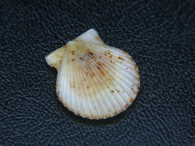 PECTEN "AEQUIPECTEN" GIBBUS: COLLECTED BY THE SHRIMPER "WINDY D" @ 16 ...
