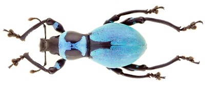 Insect - CURCULIONIDAE Pachyrhynchus coerules 15~20mm NEW ...