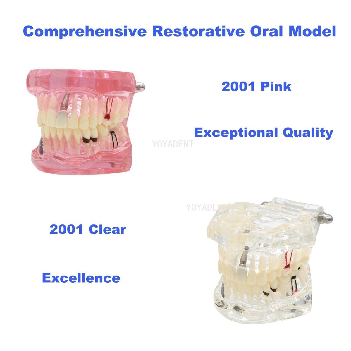 Multiple Types Dental Teeth Model Teaching Models Typodont Orthodontic ...