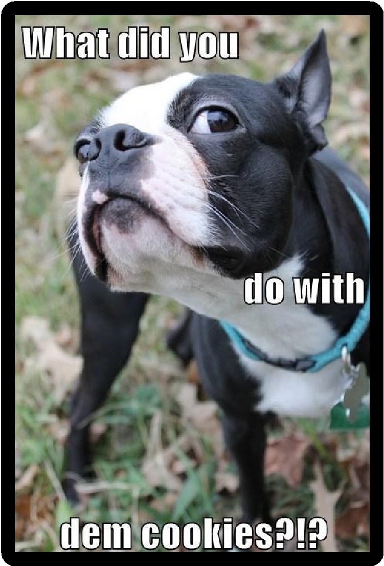 Boston Terrier Puppy Memes Premium Photo | A Funny Boston Terrier