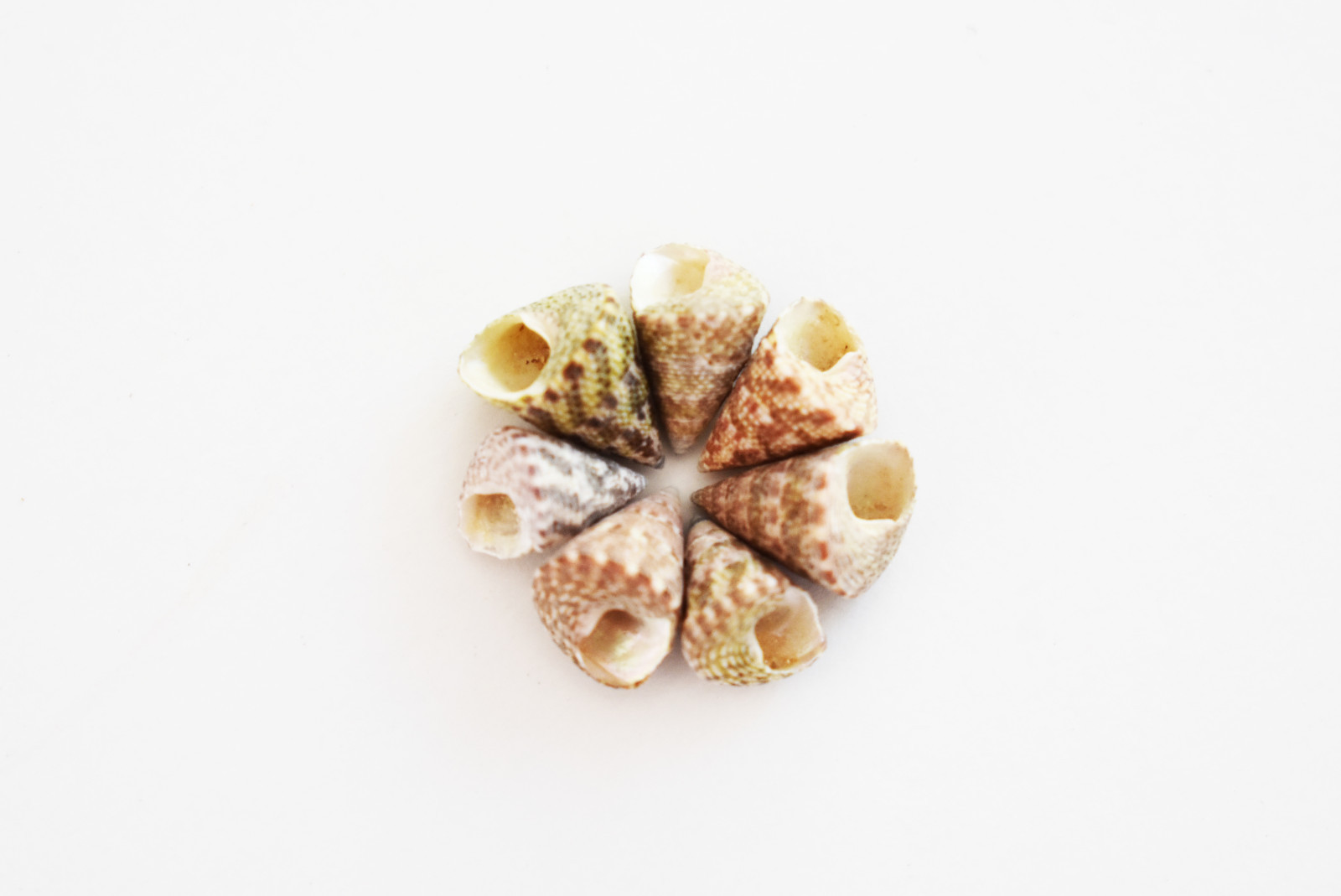 1/2 Lb(1500) Natural Top Mini Shells Seashells Tiny 1/4" Beach Decor ...